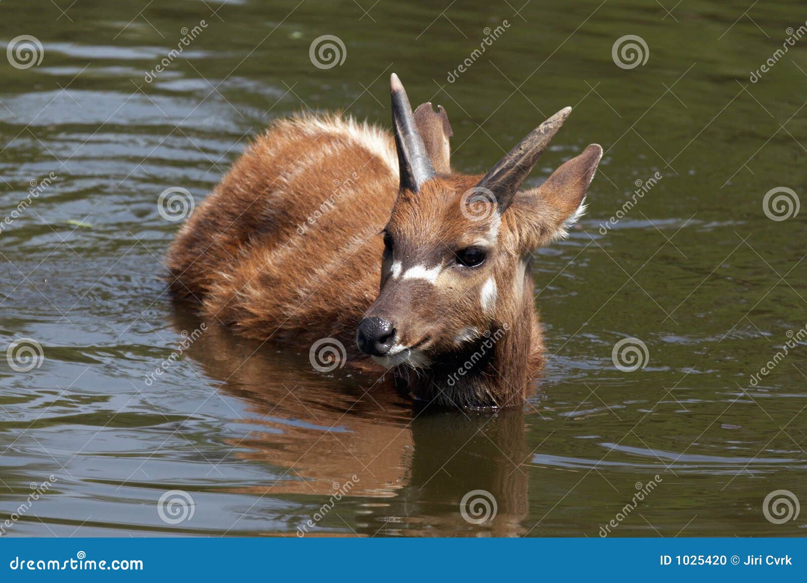 Sitatunga (swamp Antelope) in the Water Stock Photo - Image of spekei ...