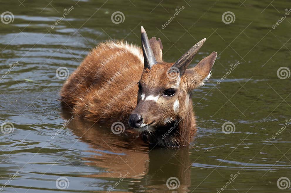 Sitatunga (swamp Antelope) in the Water Stock Photo - Image of spekei ...
