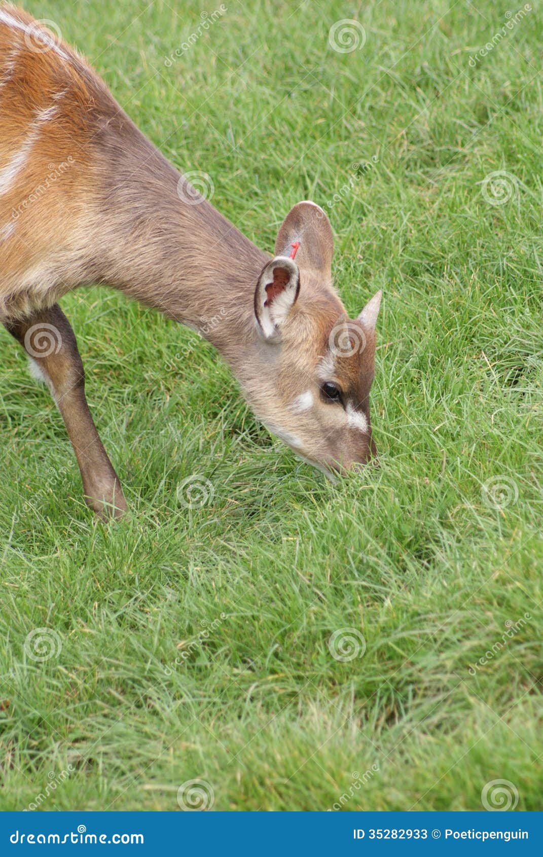 Sitatunga - Tragelaphus Spekeii Stock Image - Image of artiodactyla ...