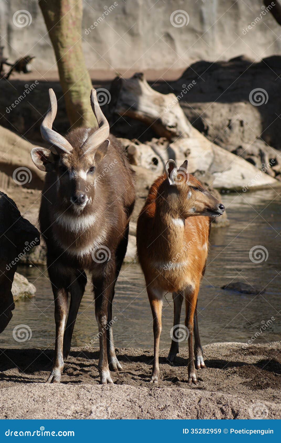 Sitatunga - Tragelaphus Spekeii Stock Image - Image of artiodactyla ...