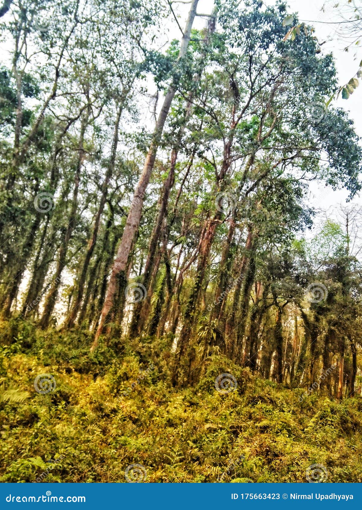 A Site of a Forest Planted by Government of Assam , India Stock Image ...