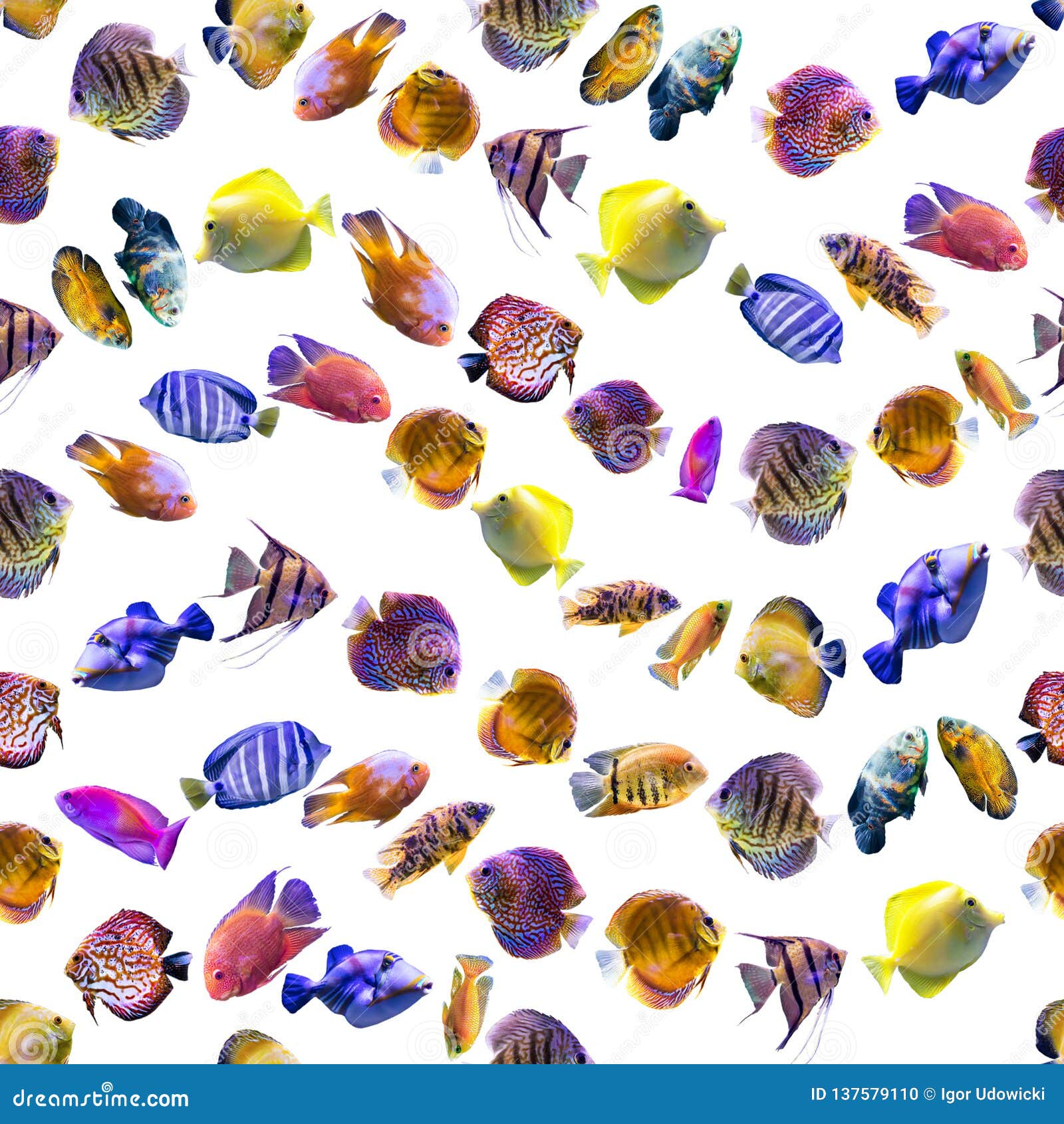 Wavy Seamless Pattern. Multi-colored Fishes on a White Background ...
