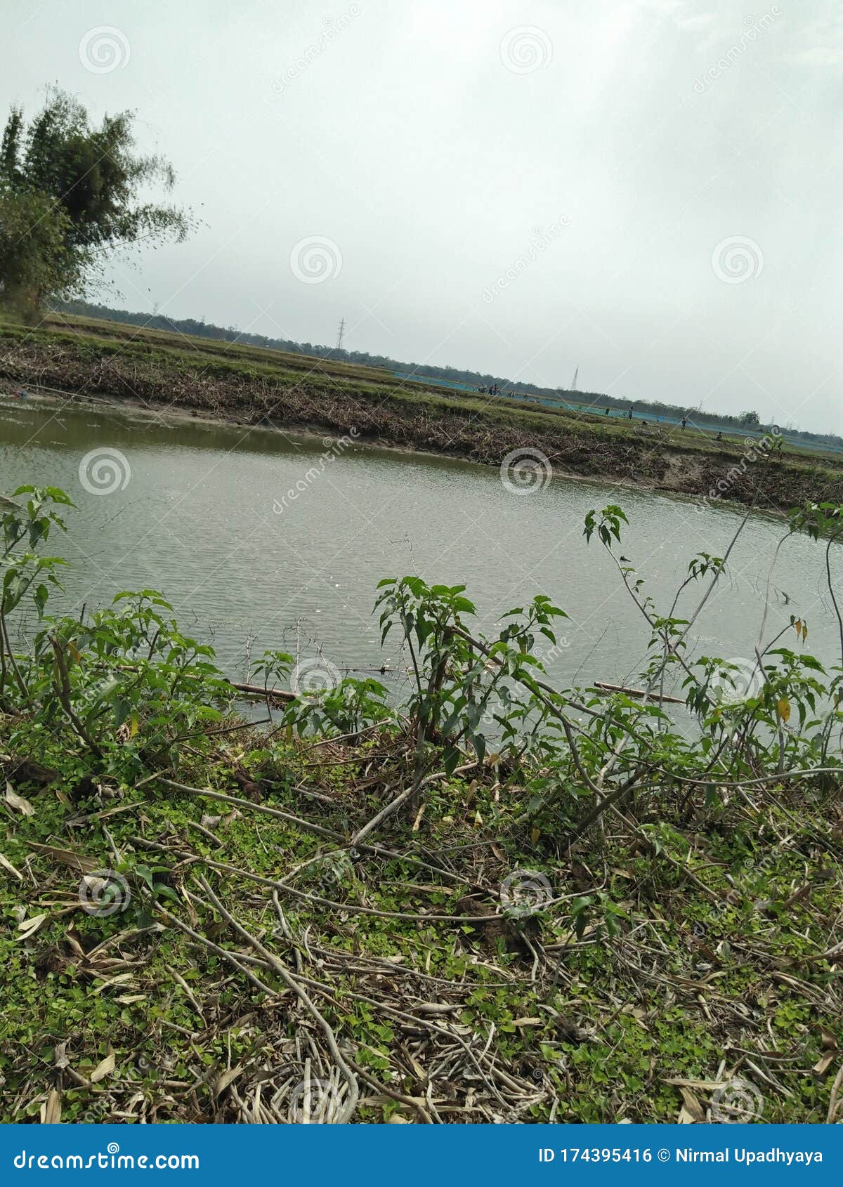 A site of a pond in Assam stock photo. Image of assam - 174395416