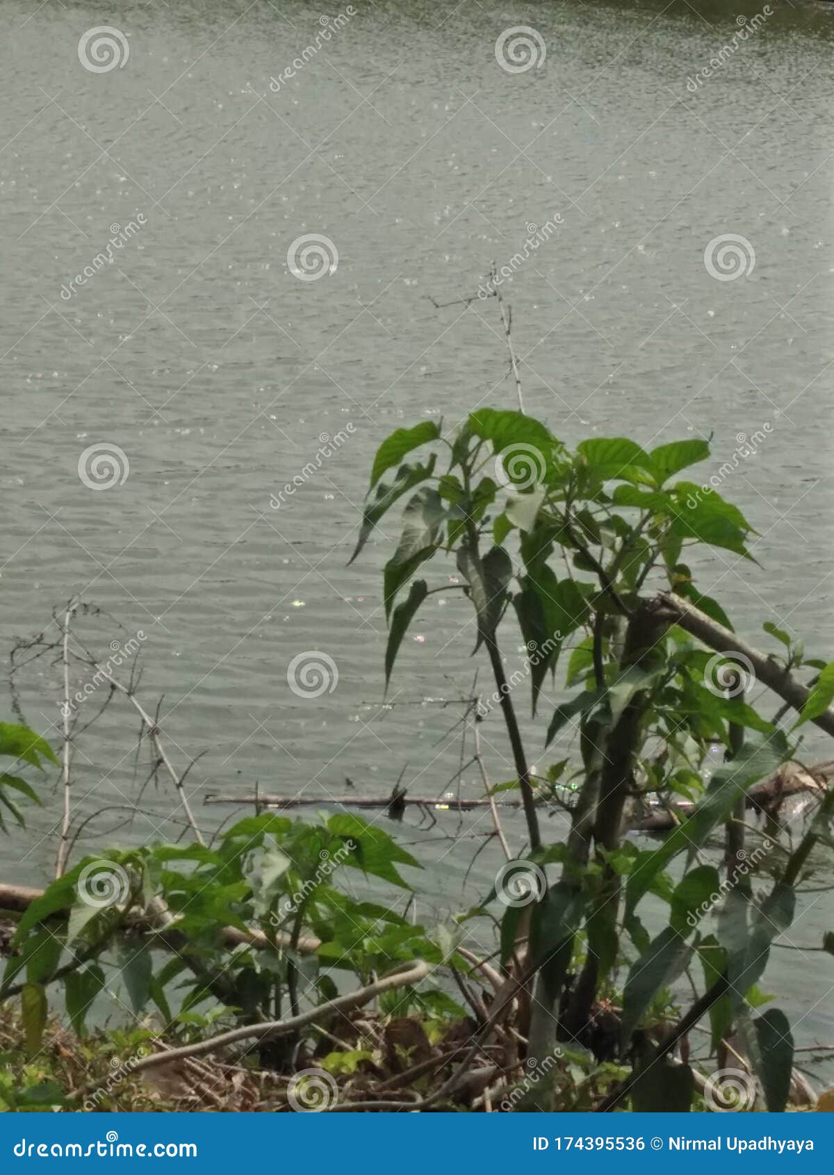 A site of a pond in Assam stock photo. Image of ecology - 174395536