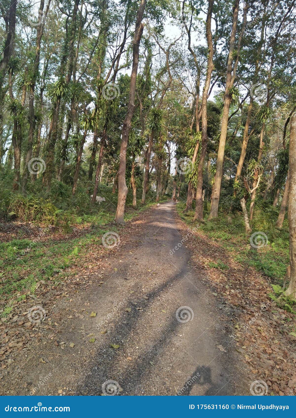 A Site of Forest in Assam ,India Stock Photo - Image of social, village ...