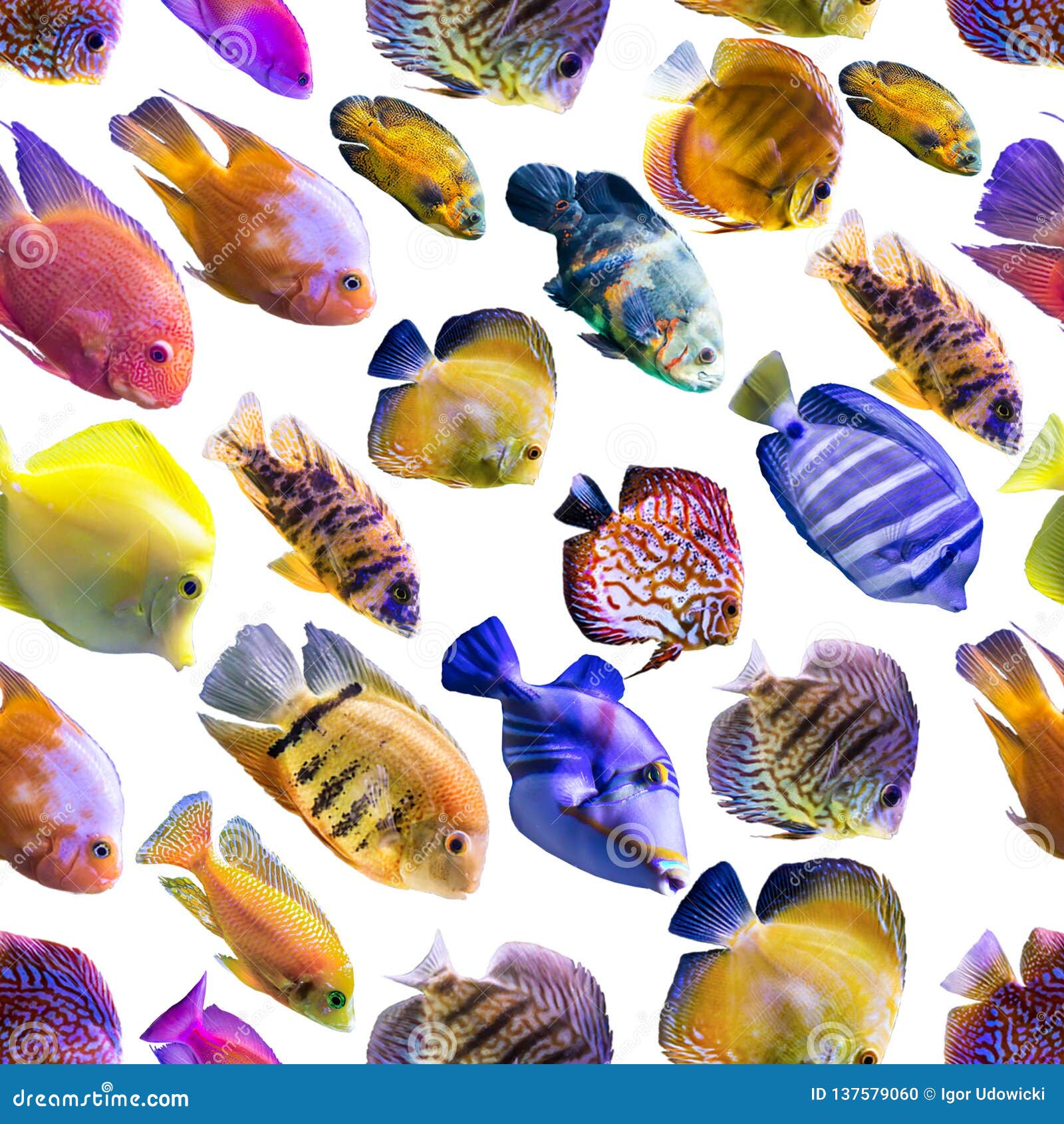 Seamless Pattern. Multi-colored Fishes on a White Background. Stock ...