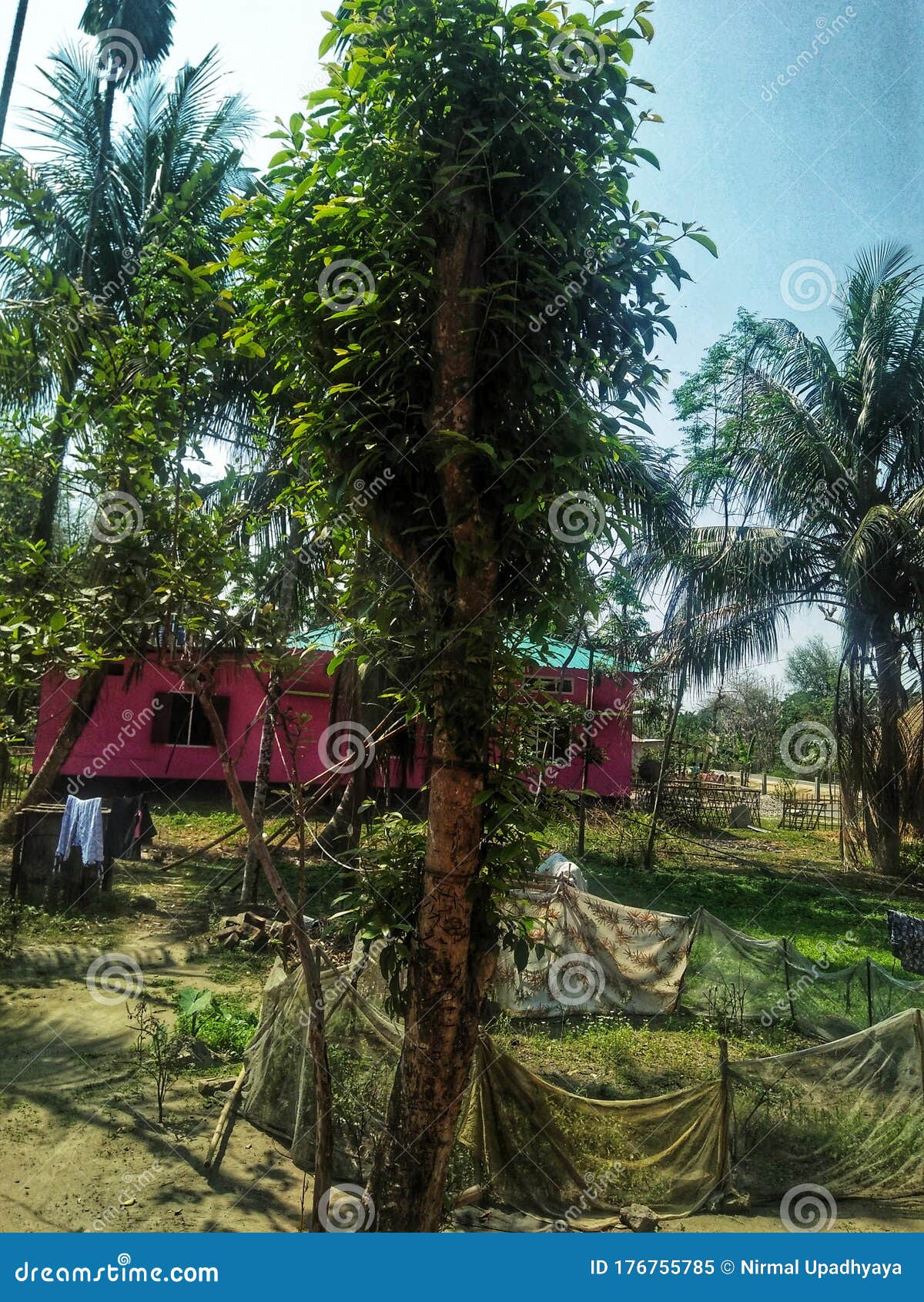 A Site of a Village of Assam ,India Stock Image - Image of tree, site ...