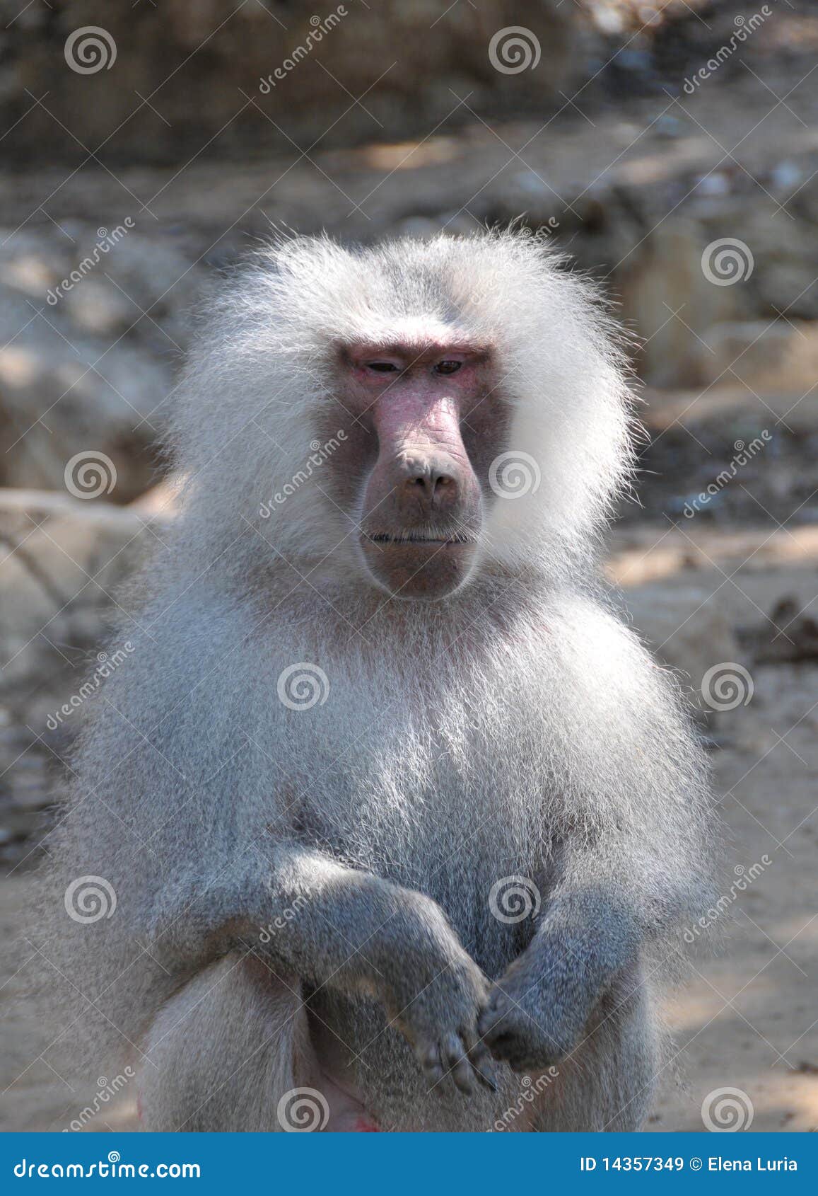 Siting baboon stock image. Image of gray, monkey, baboon - 14357349