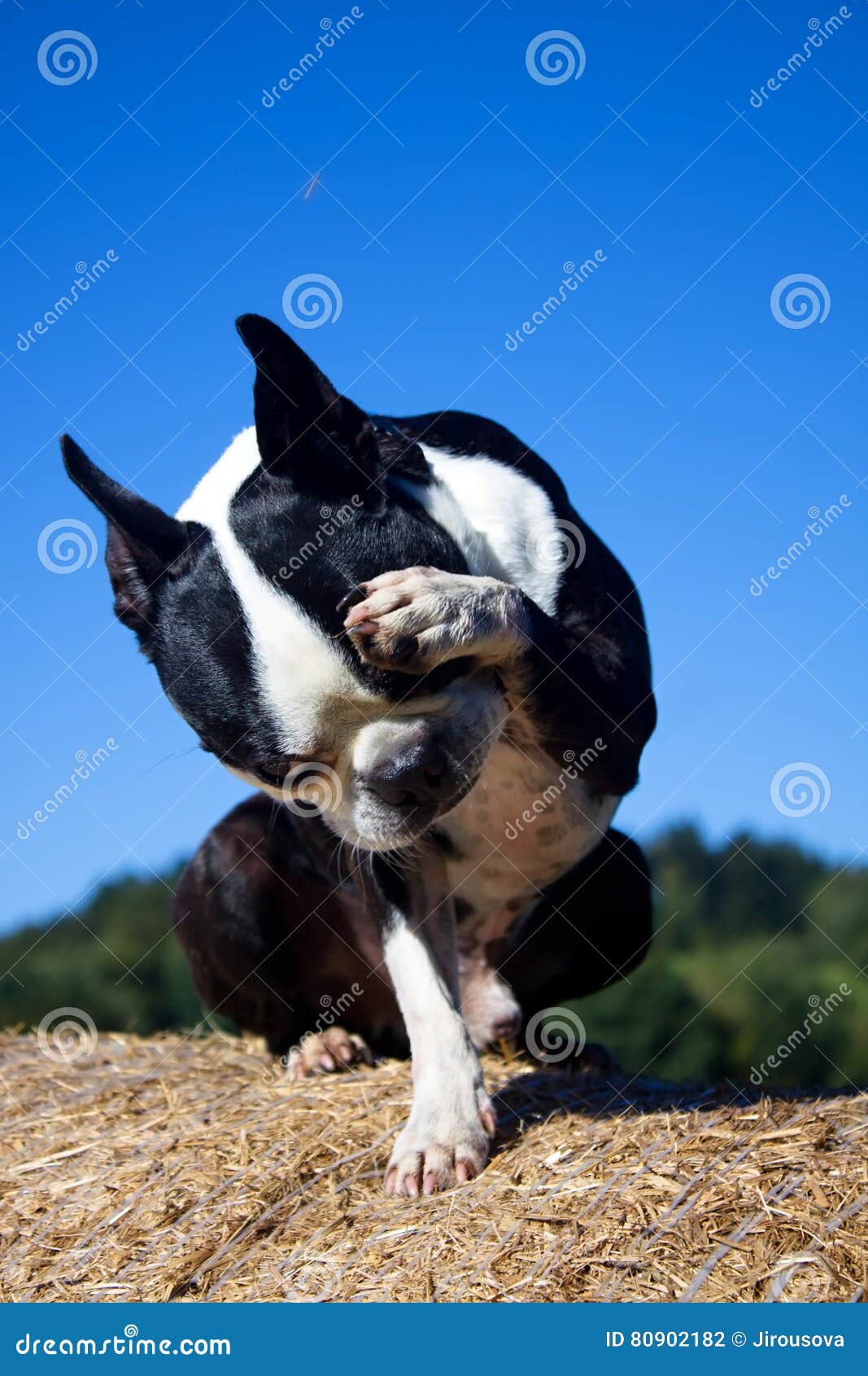 Siting dog with paw on eye stock photo. Image of animal - 80902182