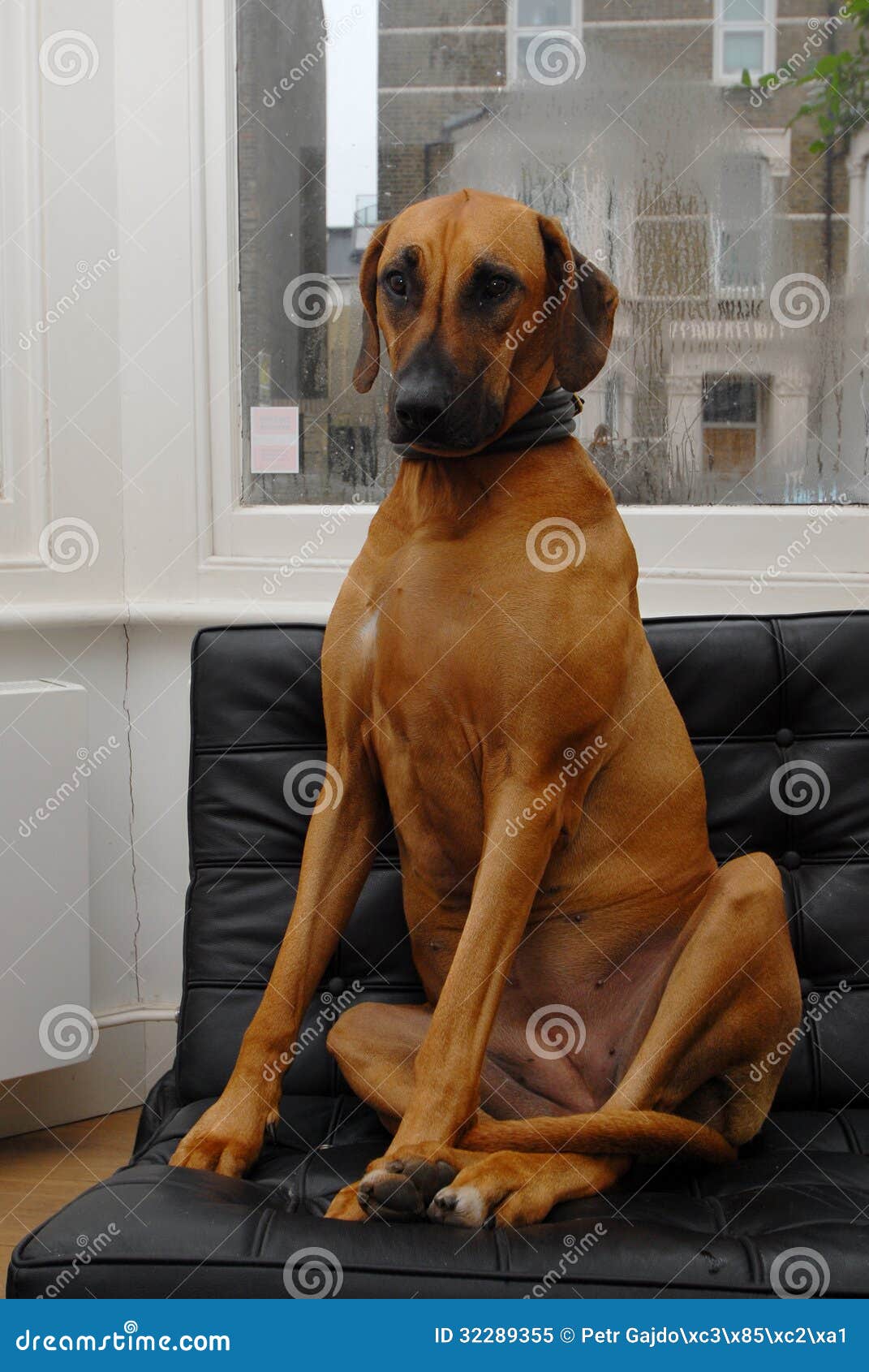 Siting Dog stock image. Image of relax, sofa, home, ridgeback - 32289355