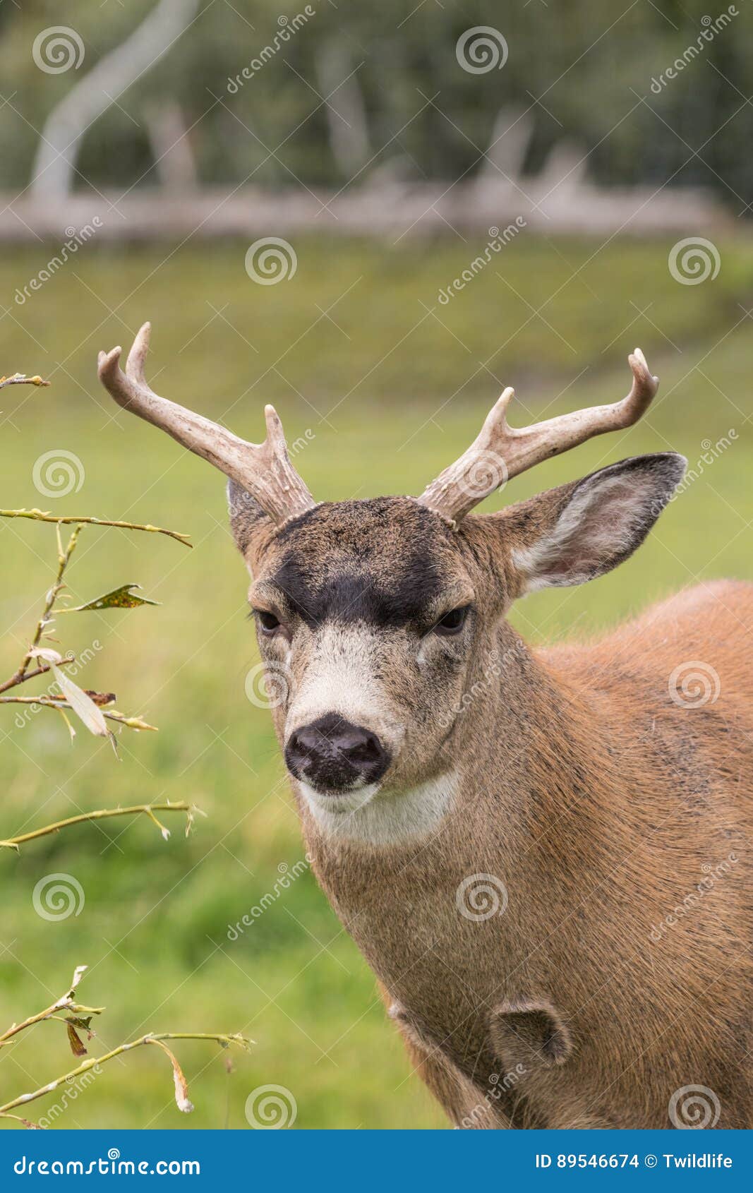 Sitka Blacktail Deer Buck Portrait Stock Photo - Image of mammal ...