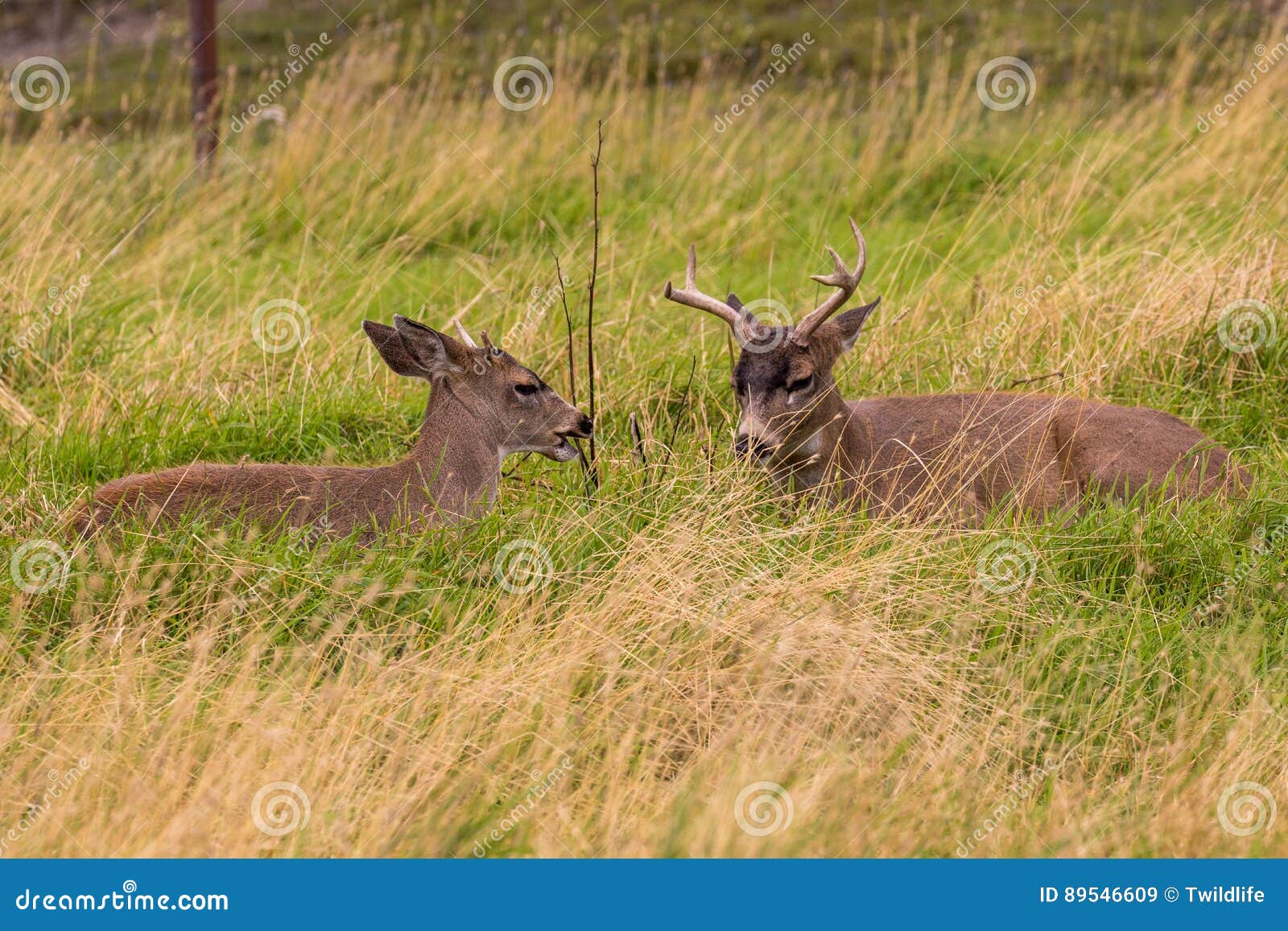 Sitka Blacktail Deer Bucks stock image. Image of alaska - 89546609