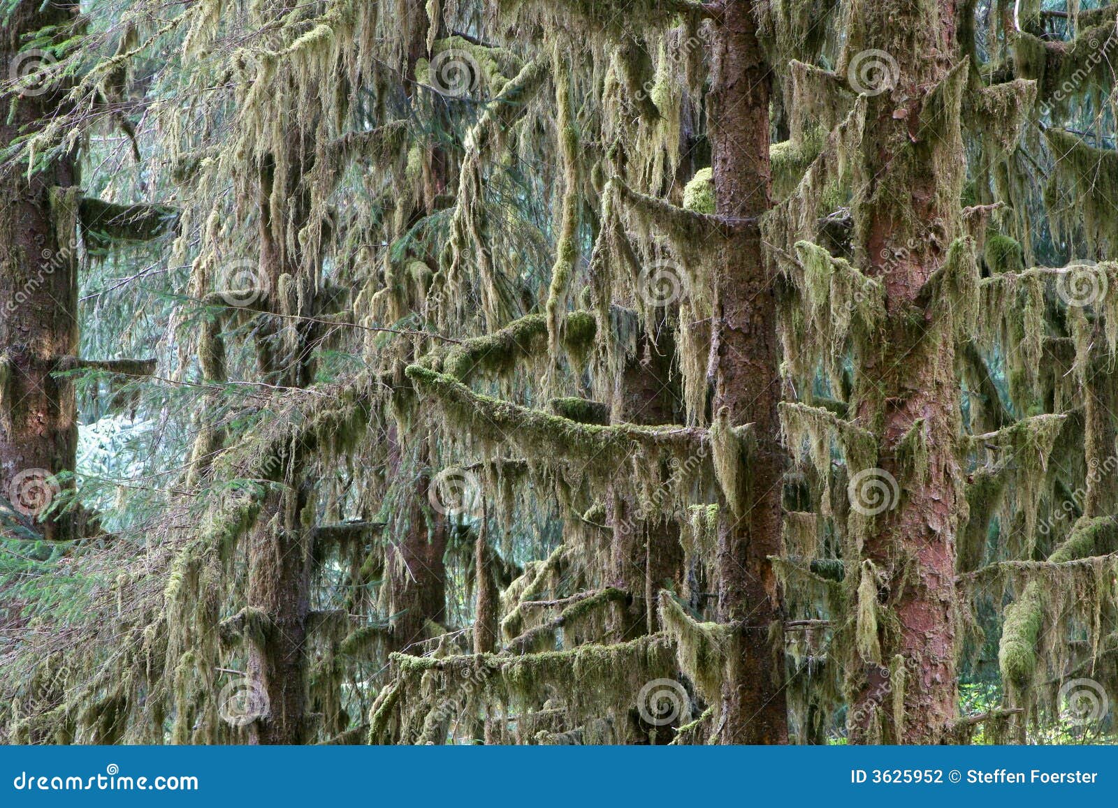 Sitka Spruce Forest stock photo. Image of raniforest, forest - 3625952