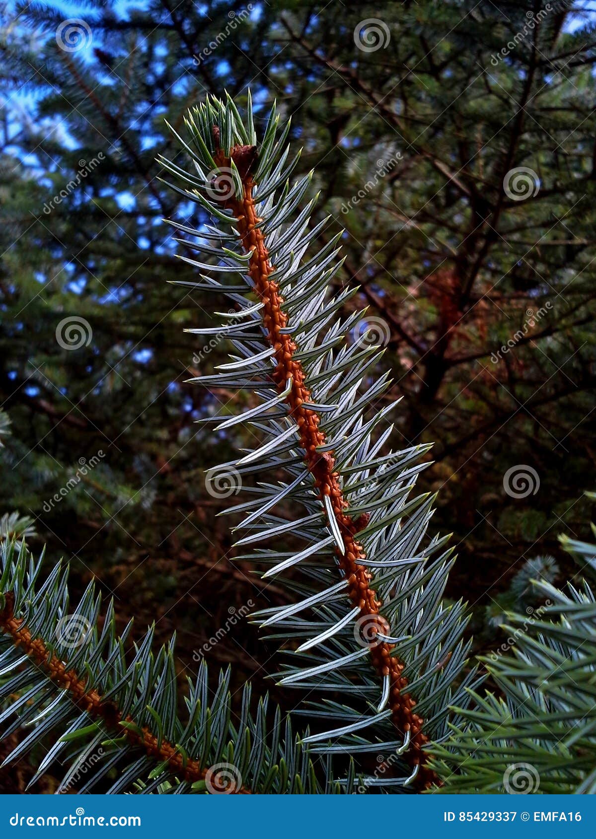 Sitka Spruce stock image. Image of spiky, sitka, plant - 85429337