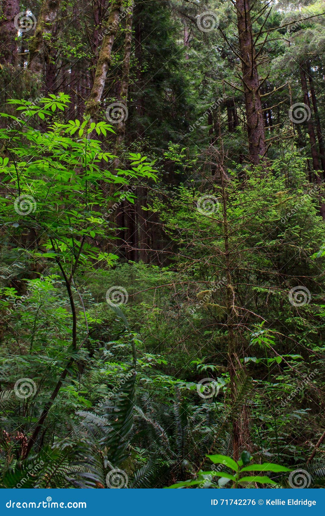 Sitka spruce forest stock photo. Image of scenic, conifers - 71742276