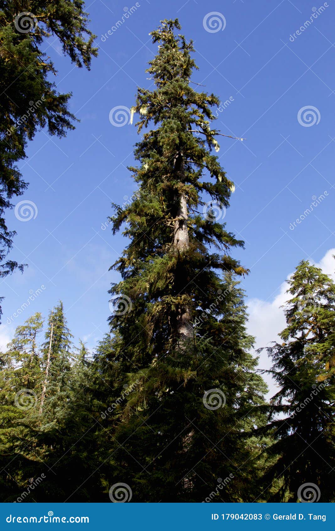 Sitka Spruce 845423 stock image. Image of picea, sitchensis - 179042083
