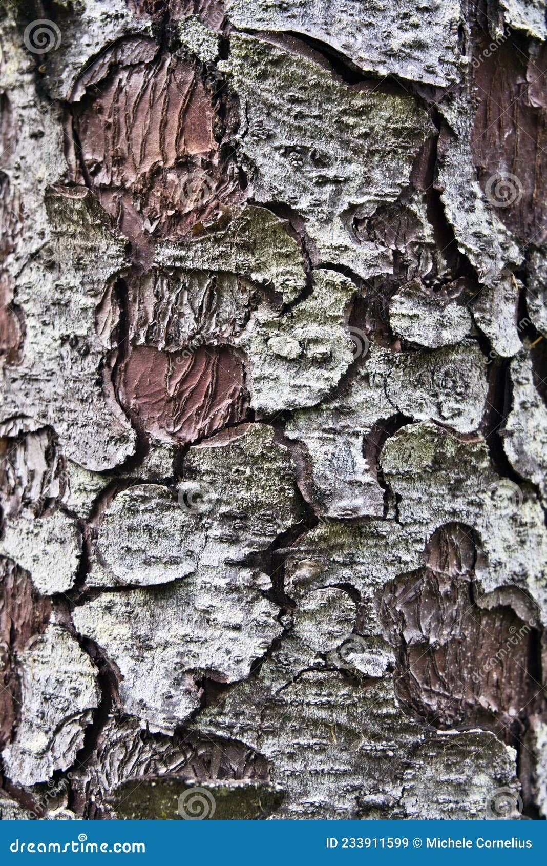 Sitka Spruce Tree Bark Close Up Stock Image - Image of closeup ...