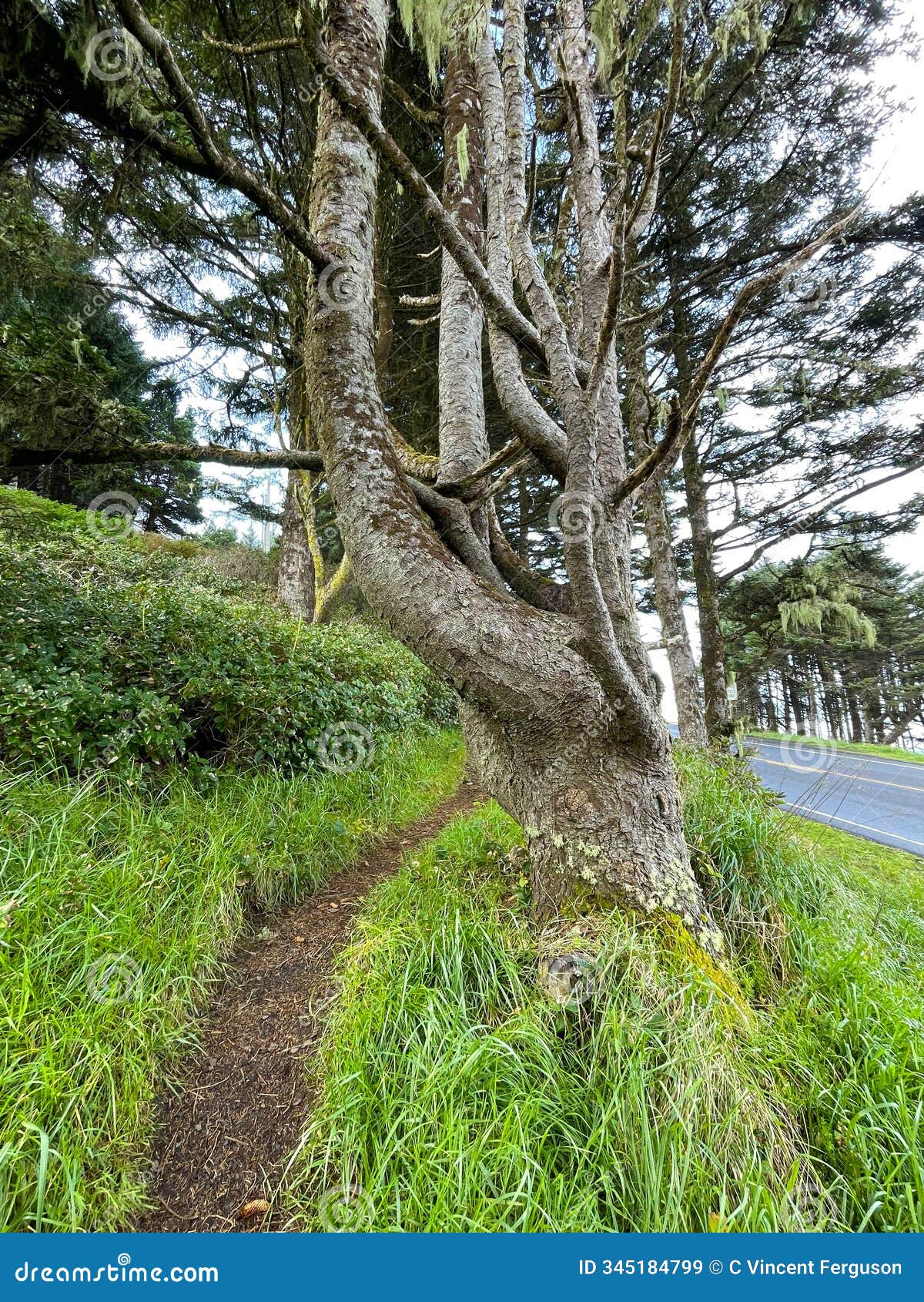Sitka Spruce Tree Trunk 03 stock image. Image of coast - 345184799