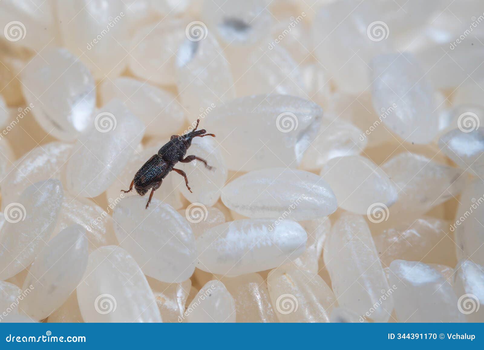 Sitophilus Conicollis Bug (Rice Weevil) Stock Photo - Image of wheat ...