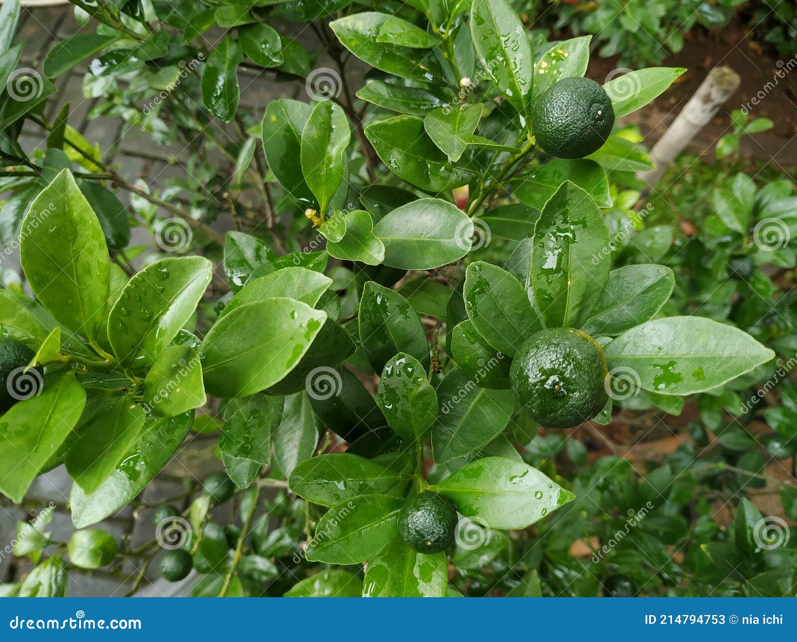 Sitrus Plant Stock Photos - Free & Royalty-Free Stock Photos from ...