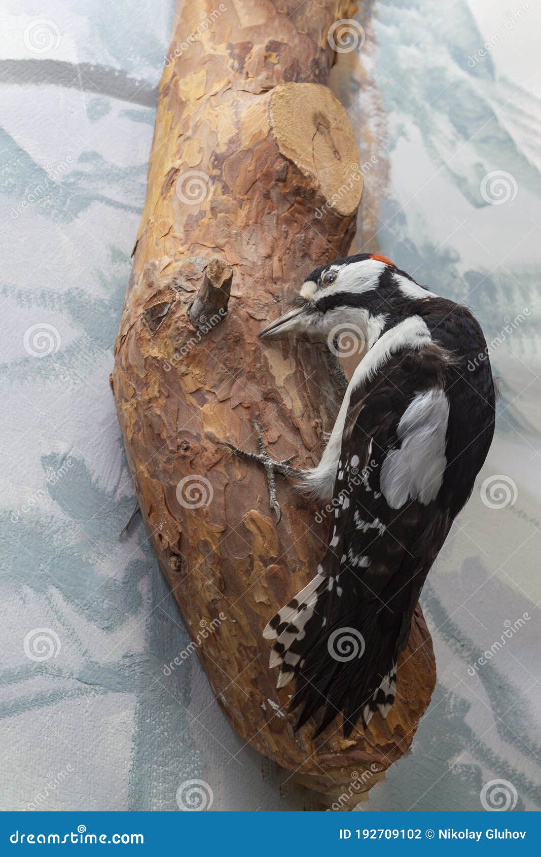 Woodpecker Siberian. he Sits on a Tree Looking for Insects. View from ...