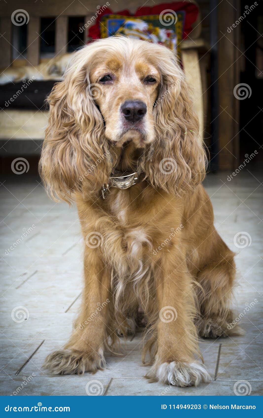 Sitted Brown Cocker Spaniel Stock Image - Image of adorable, brown ...