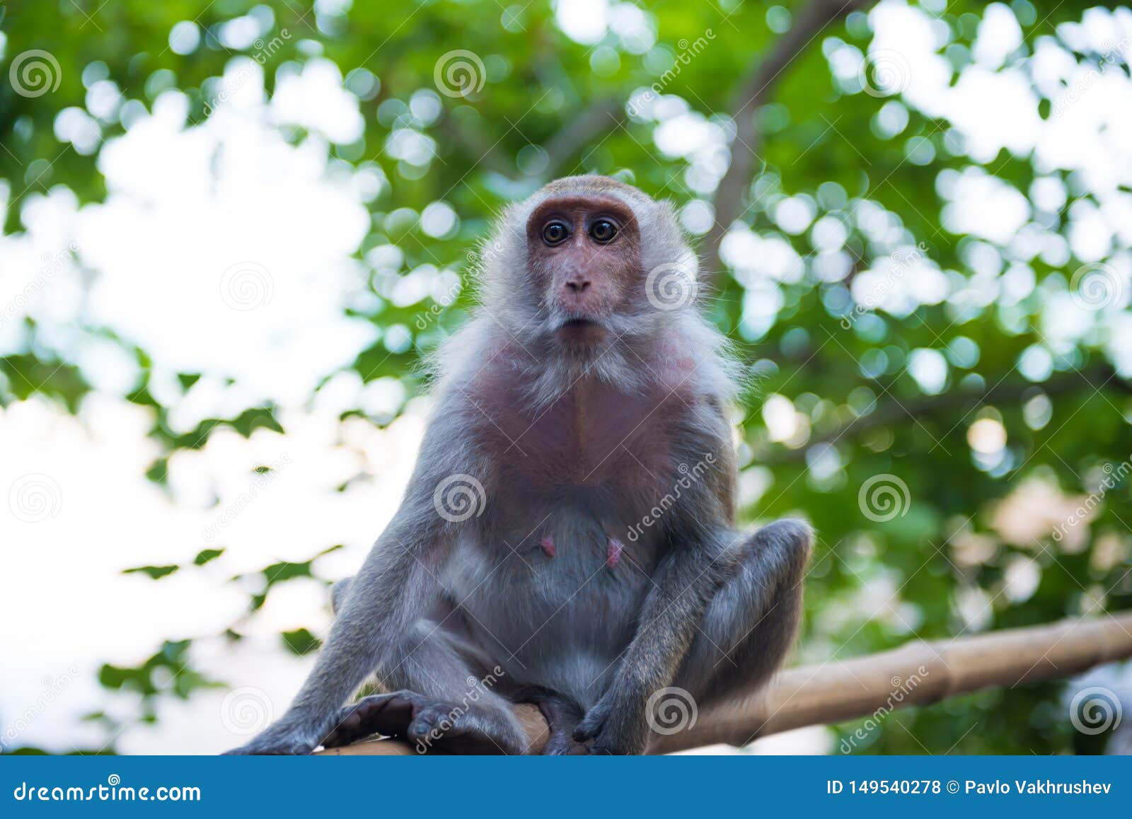 An Adult Macaque Monkey Sits On The Trunk Of A Tree With Its Legs ...