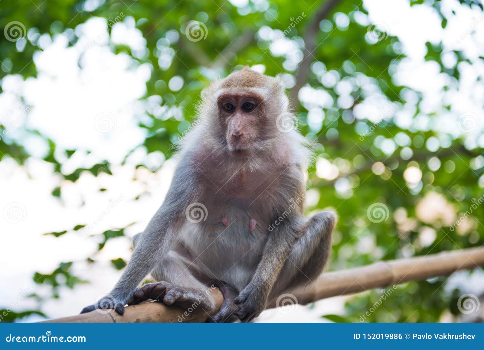 Sitting Adult Macaque Monkey Stock Photo - Image of outdoor, primate ...