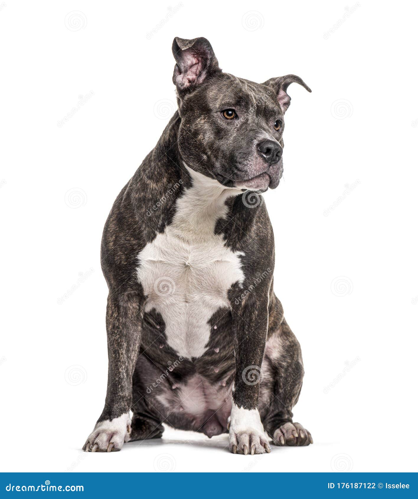 Sitting American Bully, Isolated Stock Photo - Image of canine, shot ...