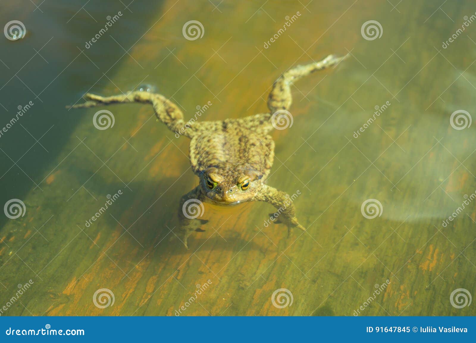 Sitting Angry Frog in the Pond Stock Image - Image of male, macro: 91647845