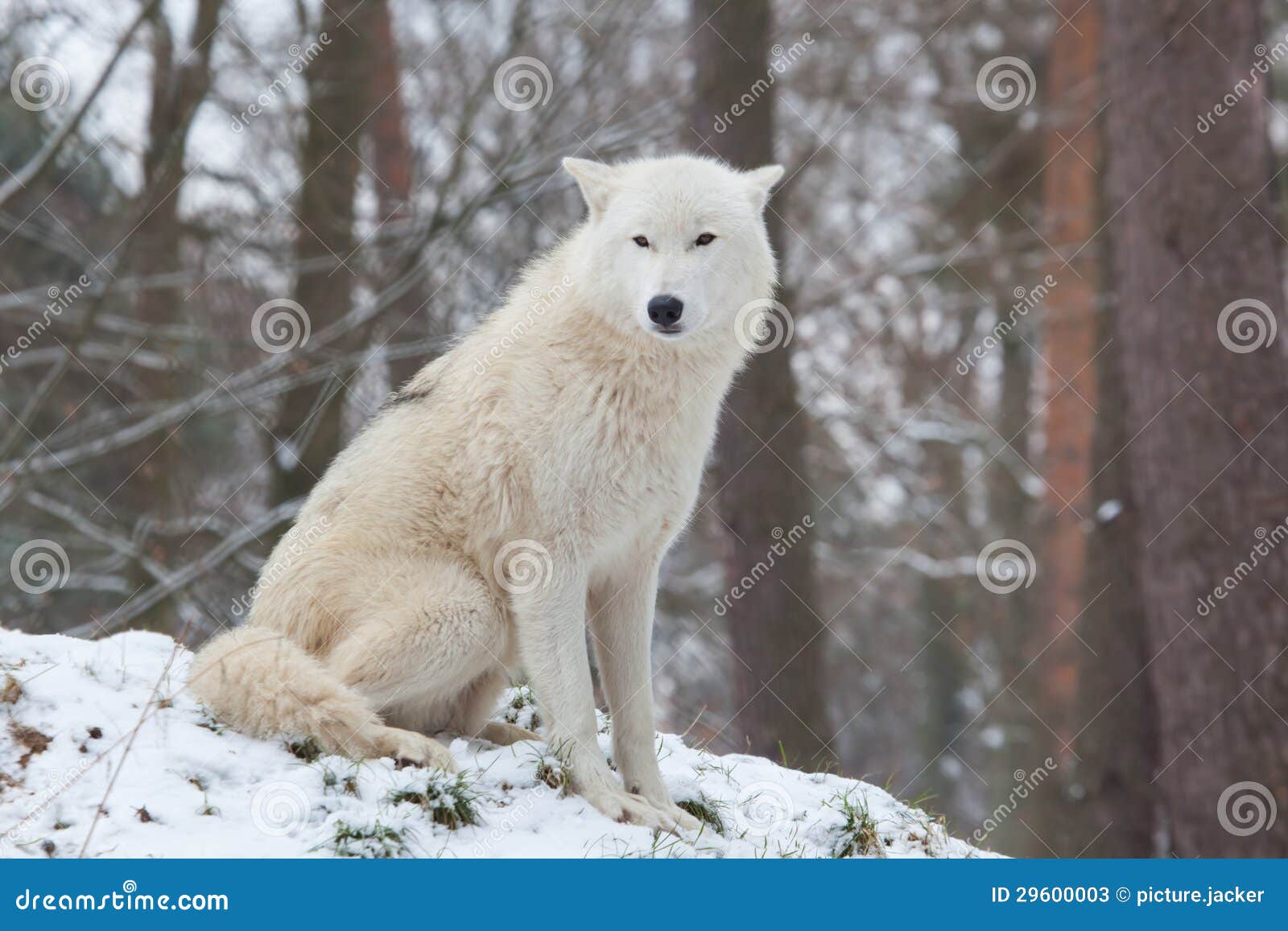 Sitting Arctic Wolf Stock Photos - Image: 29600003