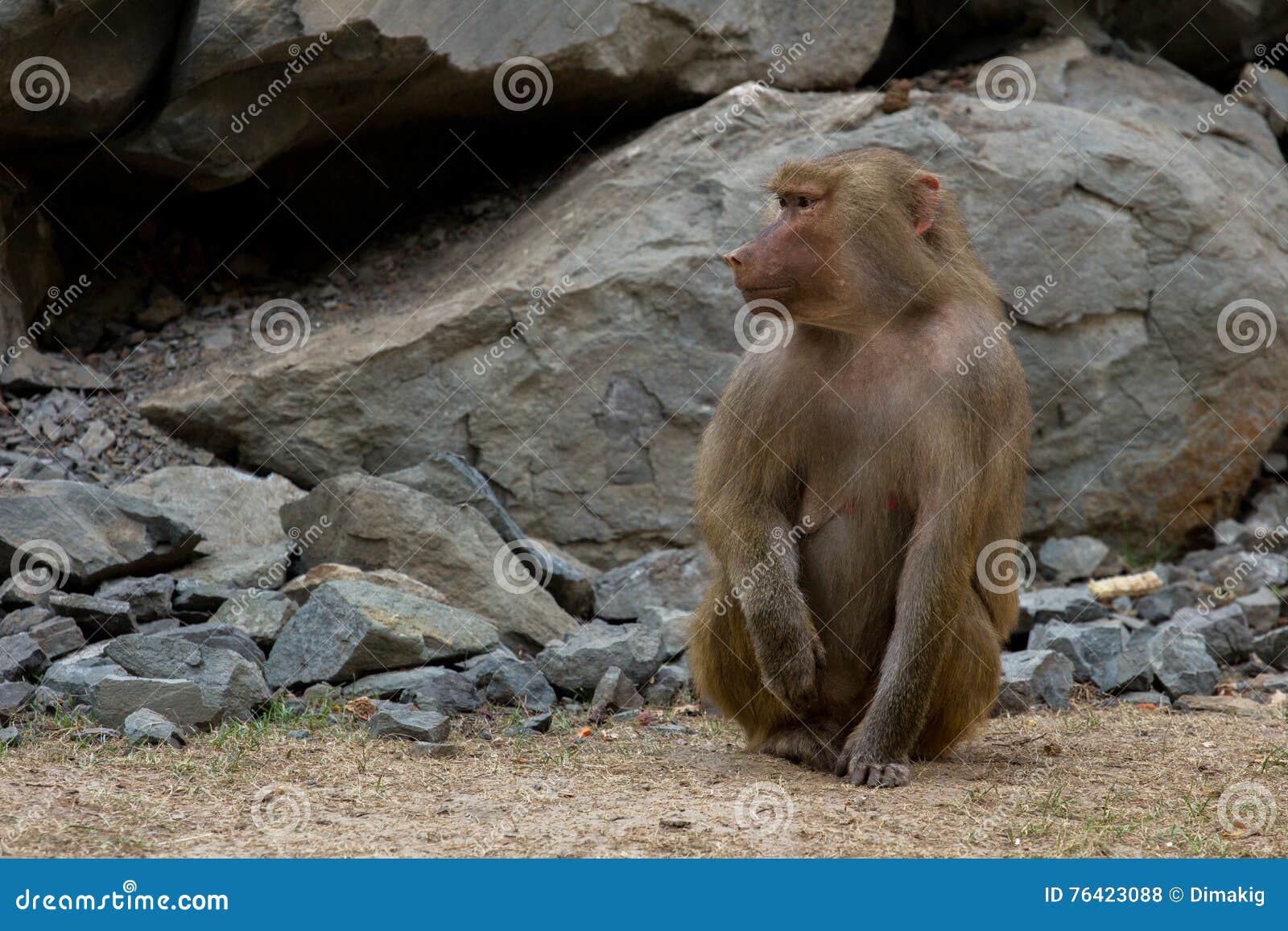 Sitting Baboon Hamadryad in the Park Stock Photo - Image of sitting ...