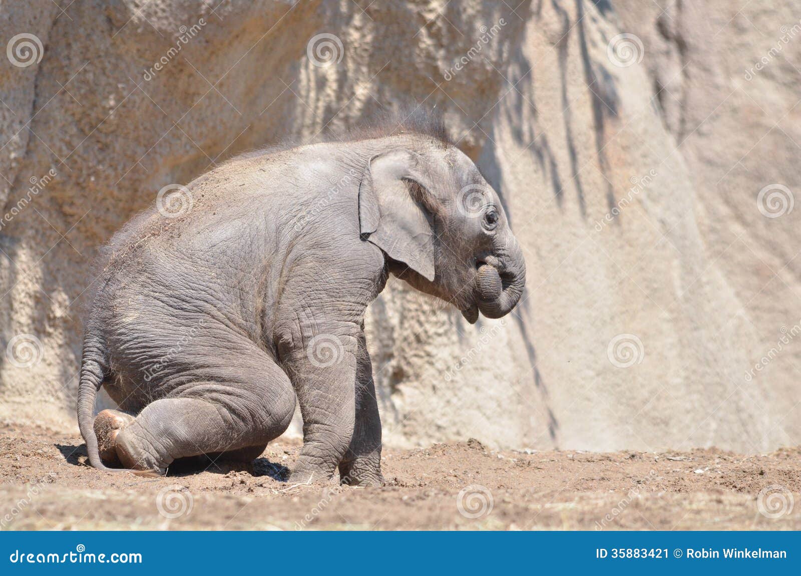 Sitting baby elephant stock image. Image of female, play - 35883421