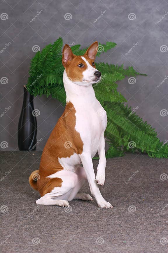 Sitting basenji stock photo. Image of grief, congo, sitting - 13290518