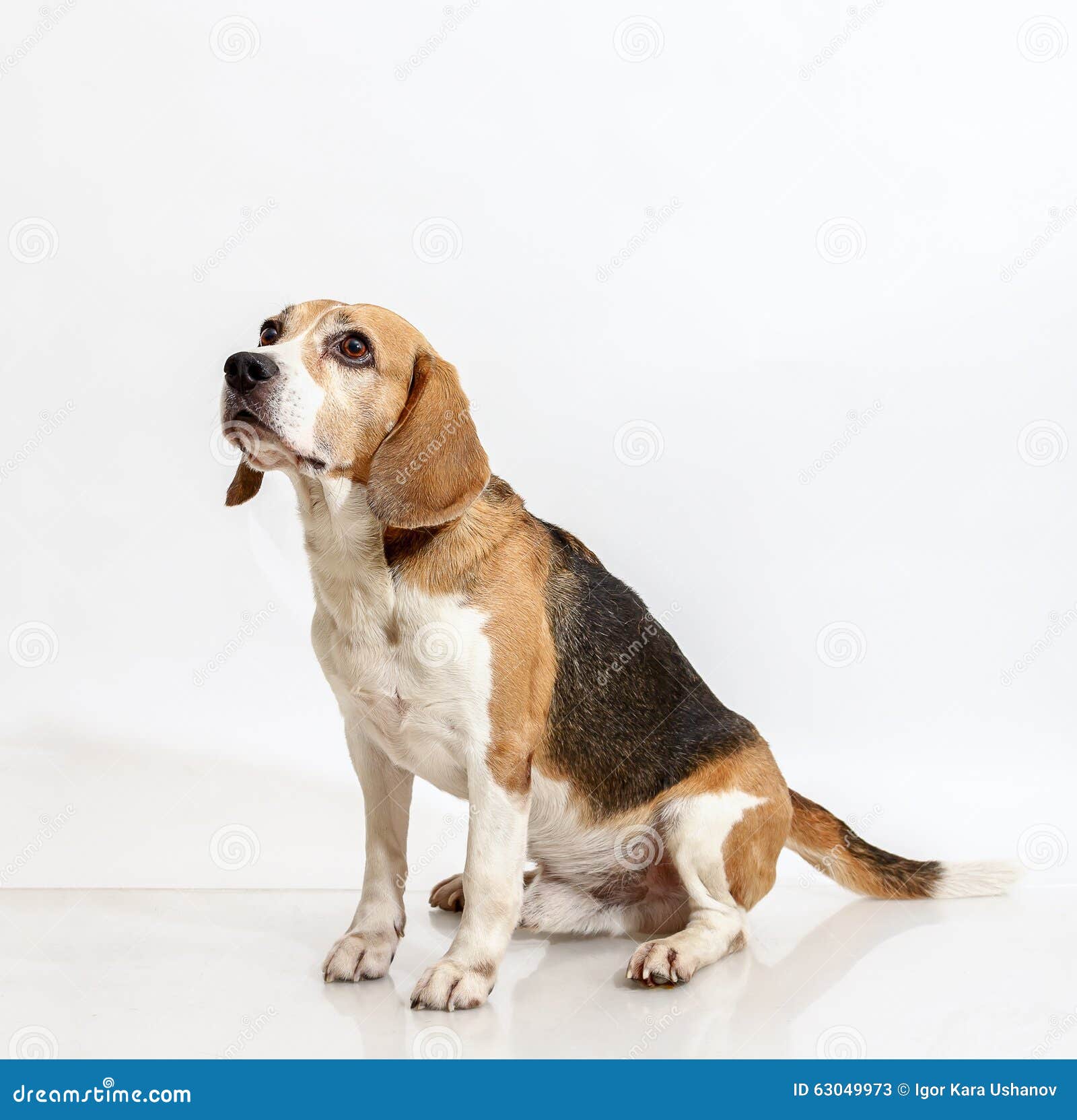 Sitting Beagle stock image. Image of beagles, hound, friends - 63049973