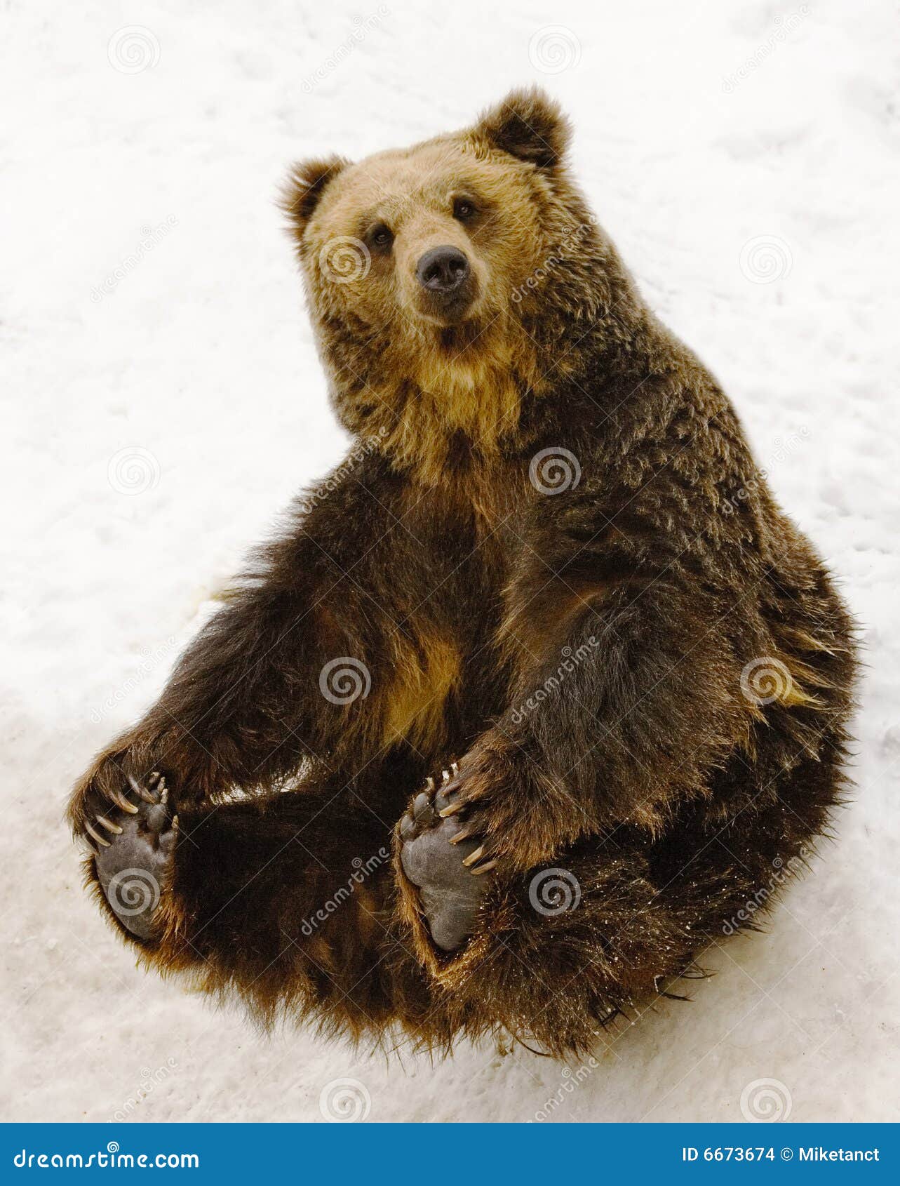 Sitting Bear stock photo. Image of bearish, wild, fury - 6673674