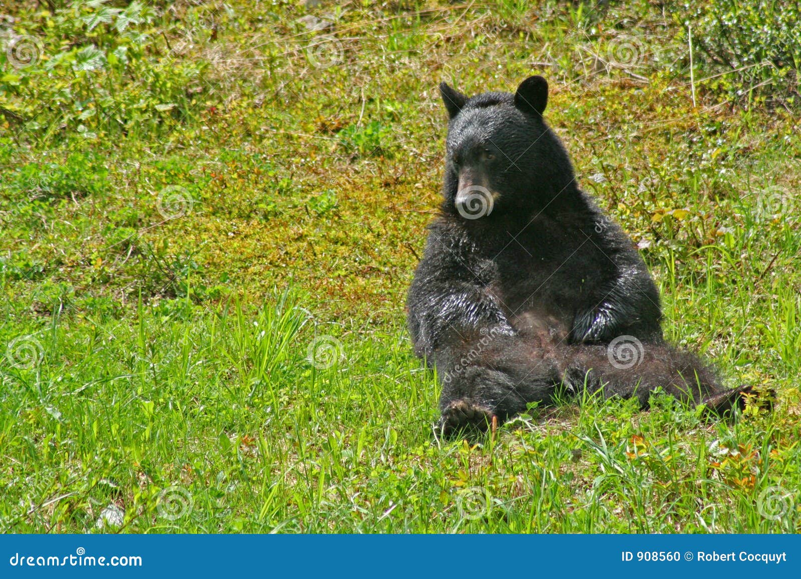 Sitting bear. stock photo. Image of strong, bear, black - 908560