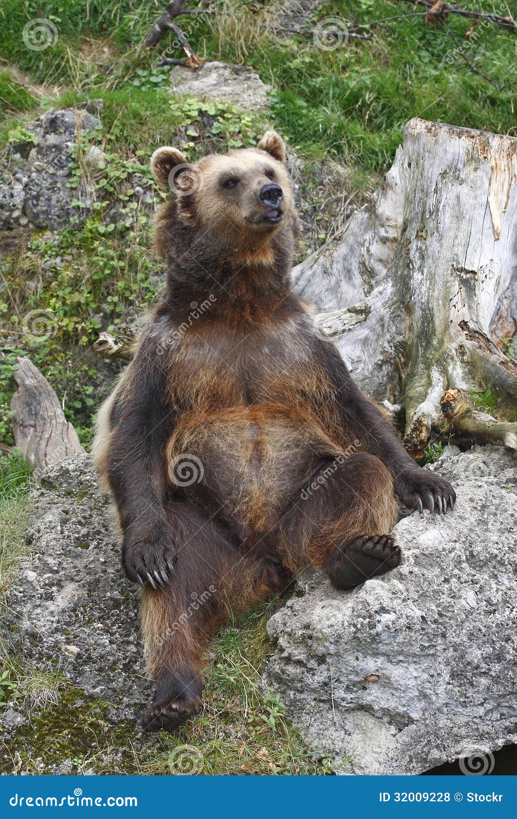 Sitting bear stock photo. Image of beautiful, face, brown - 32009228