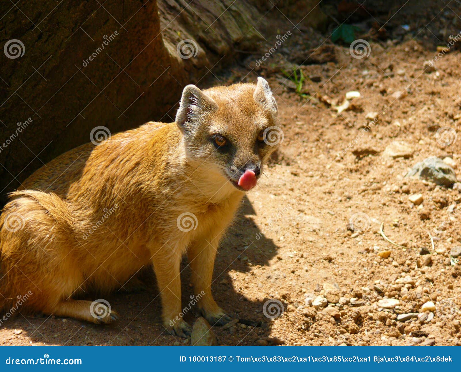 Mongoose Fox Cynictis Penicillata Stock Image - Image of intelligent ...