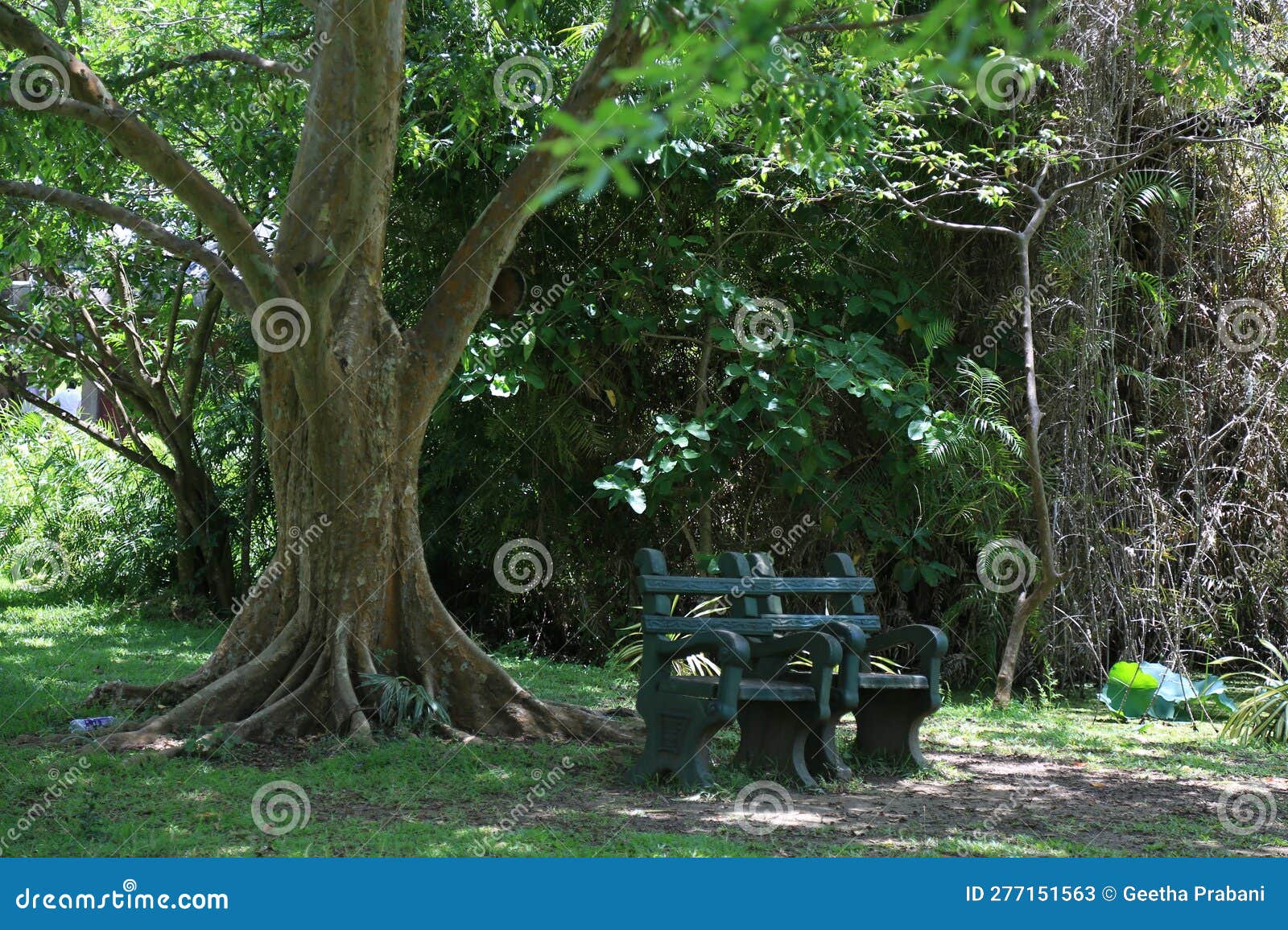 Sitting Bench Under a Big Tree Shade Stock Image - Image of lawn, trunk ...