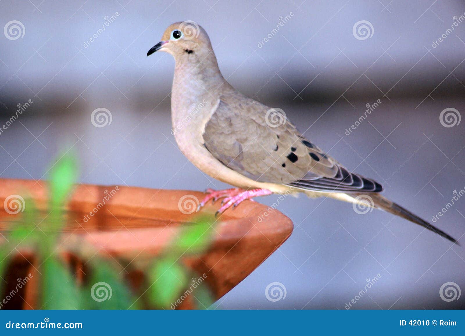 Dave Bird Stock Photos - Free & Royalty-Free Stock Photos from Dreamstime