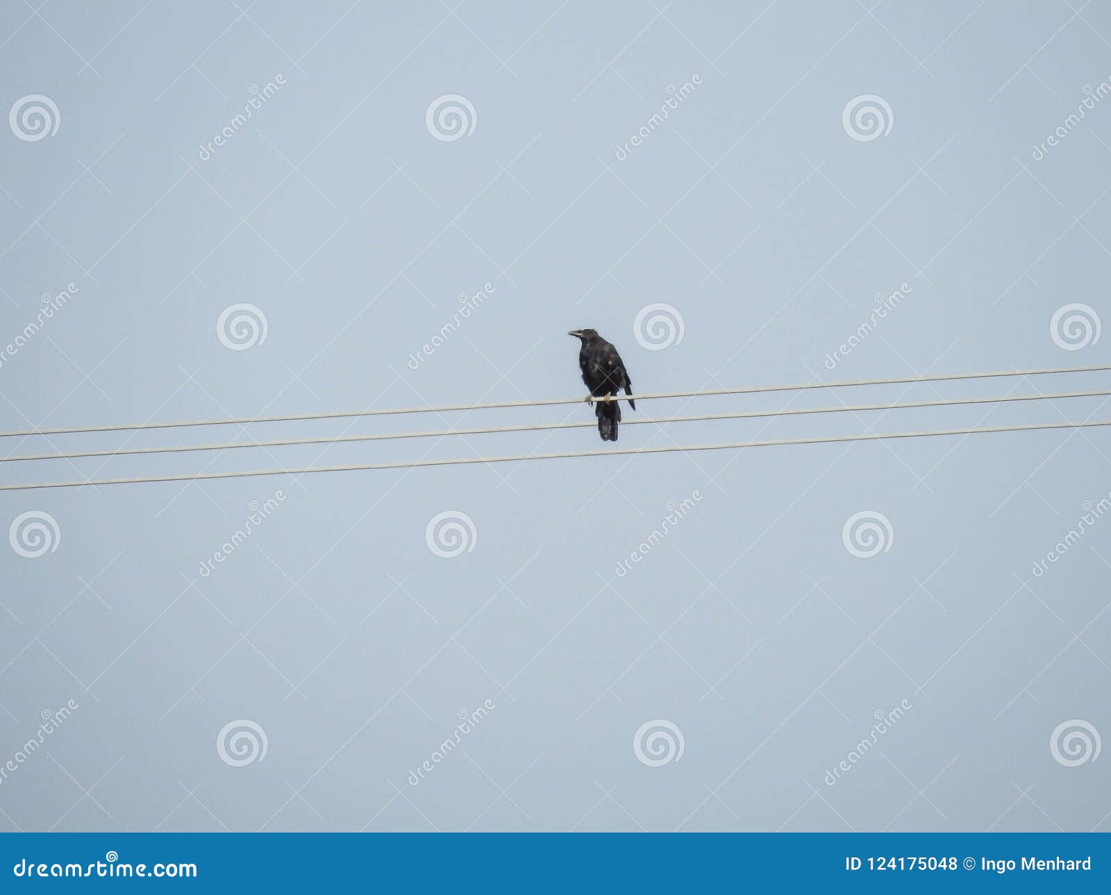 Sitting Bird on Power Cables Stock Photo - Image of generation ...