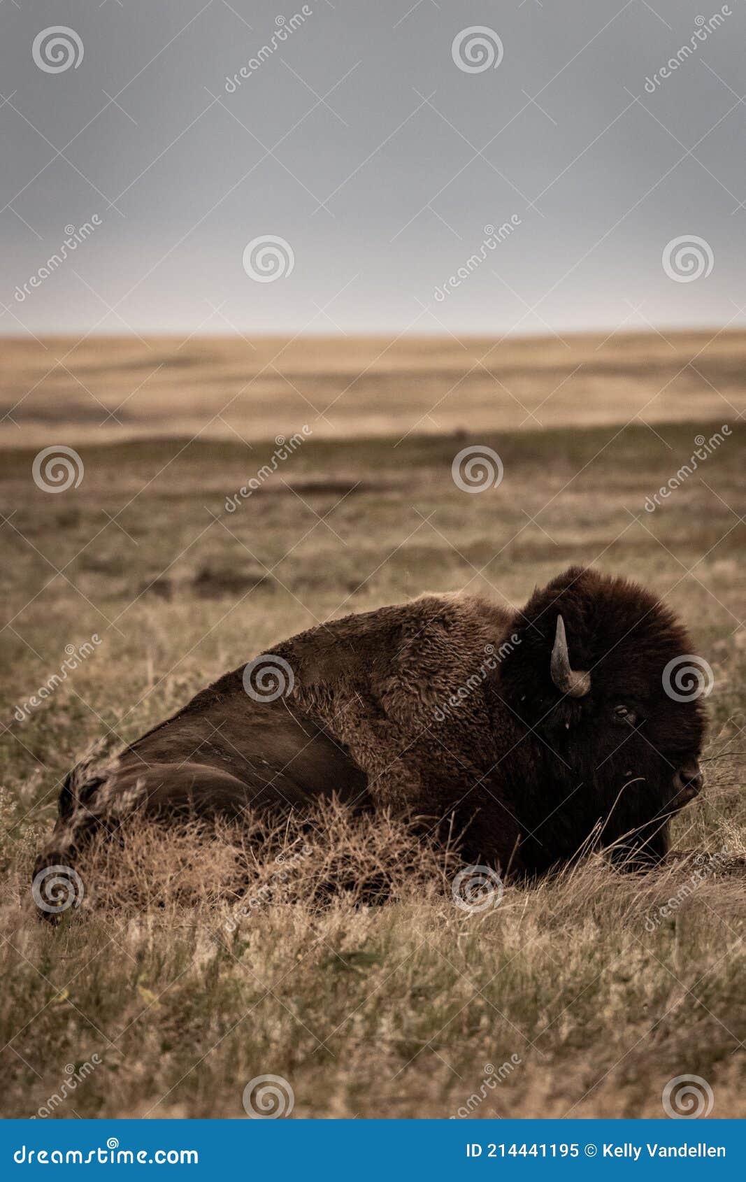 Sitting Bison Profile Below Amber Hillside Stock Image - Image of ...