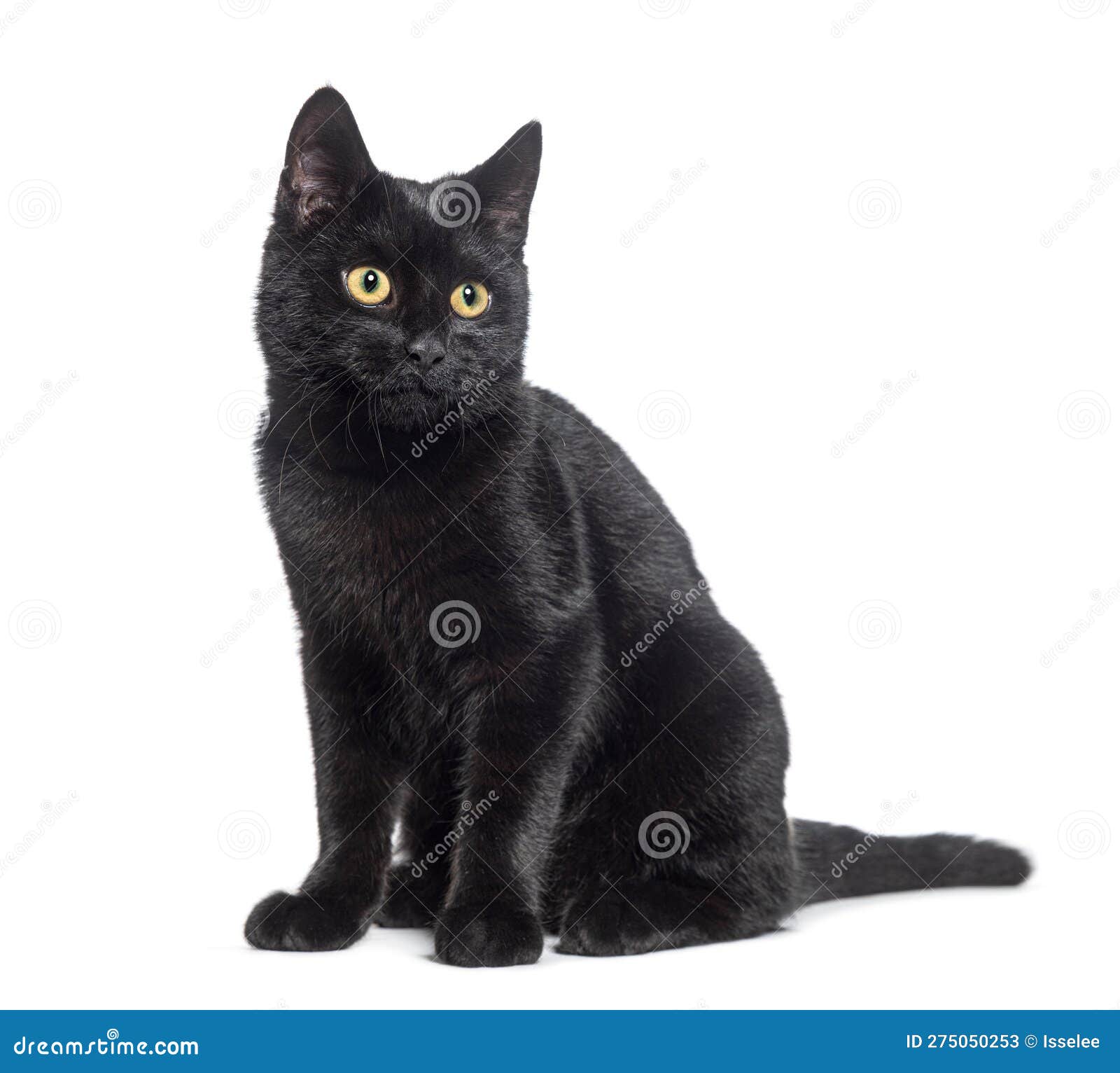 Sitting Black Cat Looking Away, Isolated on White Stock Image - Image ...