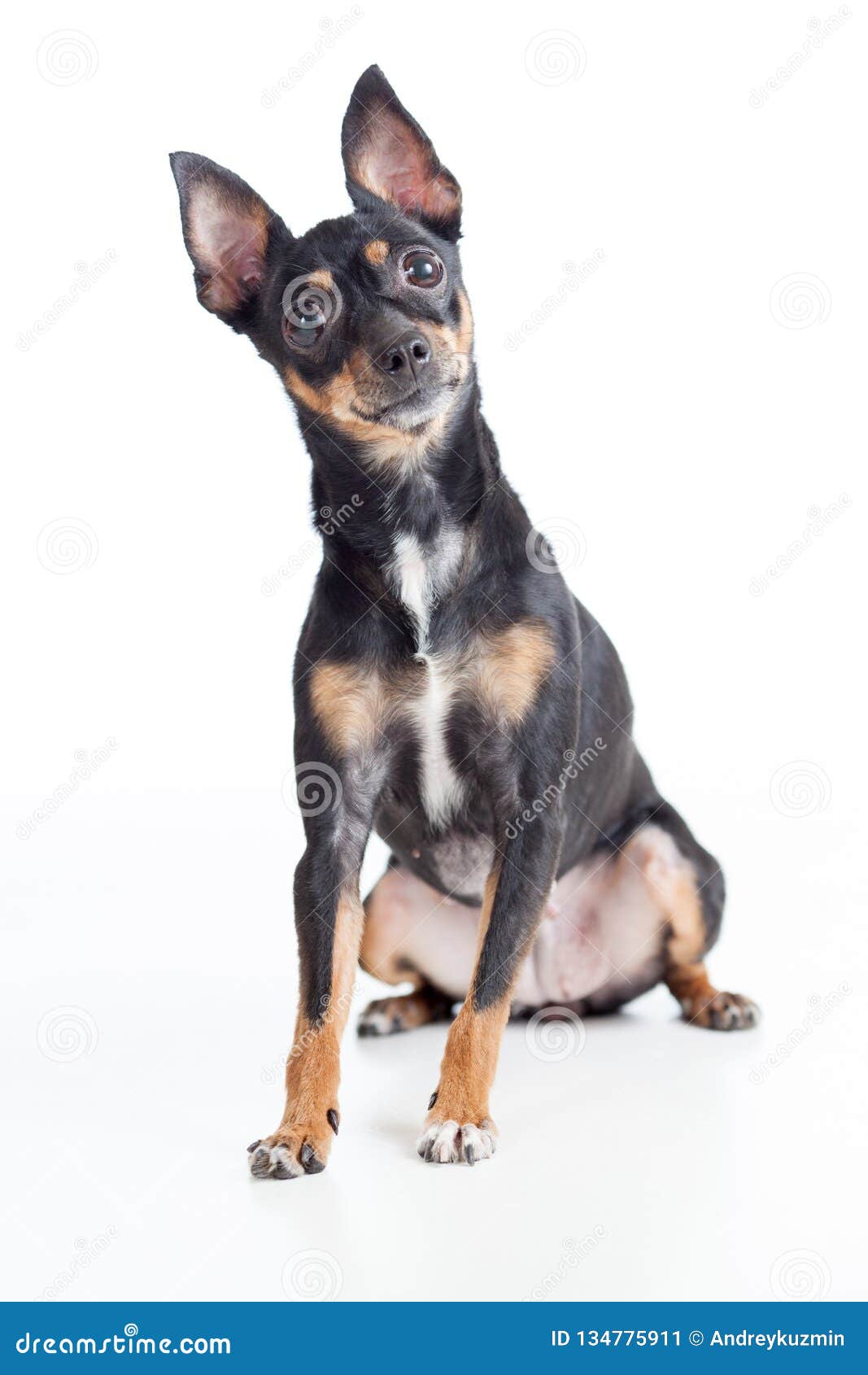 Sitting Black Toy Terrier Dog Front View Stock Image - Image of sitting ...