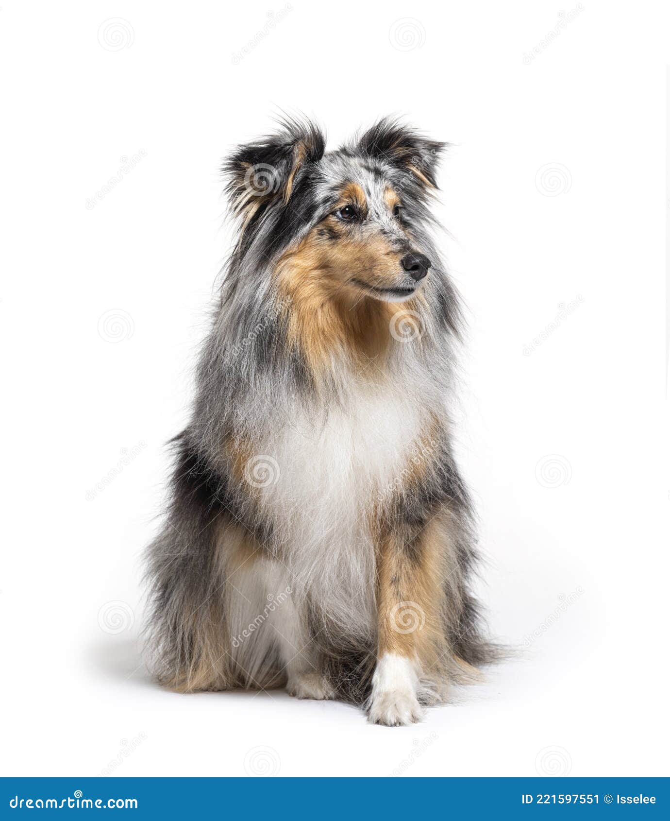 Sitting Blue merle Sheltie stock image. Image of friendly - 221597551