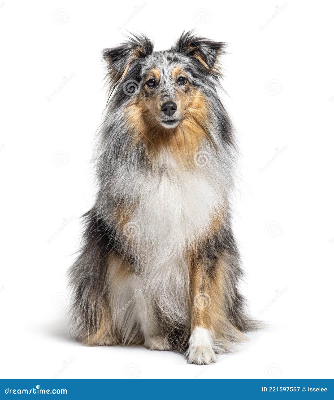 Sitting Blue merle Sheltie stock image. Image of shepherd - 221597567