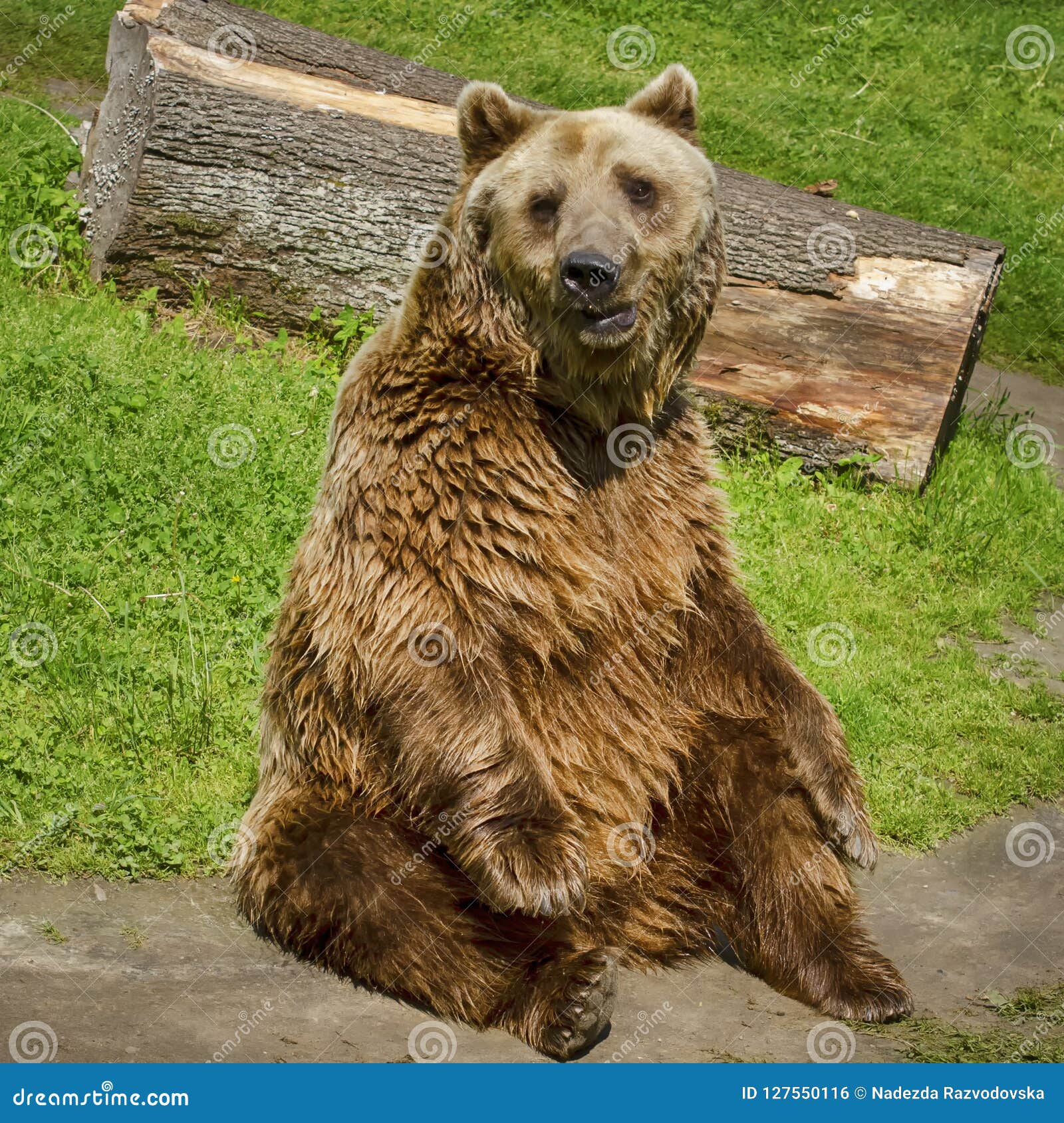 15,516 Sitting Brown Bear Photos - Free & Royalty-Free Stock Photos ...