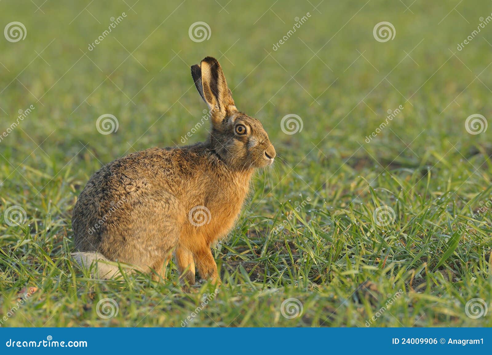Sitting brown hare stock photo. Image of wild, alertness - 24009906