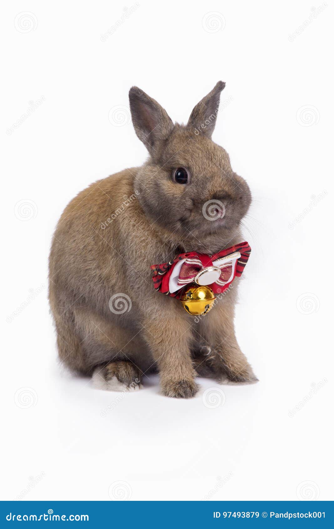 Sitting Brown Netherland Dwarf Rabbit with Red Necktie. Stock Image ...